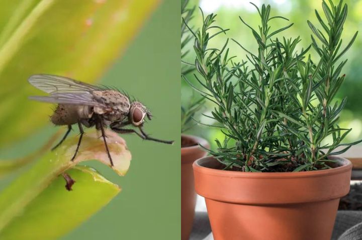 ¡Adiós a las moscas! Estas 5 bonitas plantas te ayudarán a ahuyentarlas