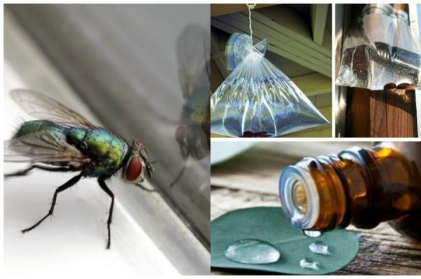 ¿Cómo ahuyentar las moscas? 8 remedios caseros que sí sirven