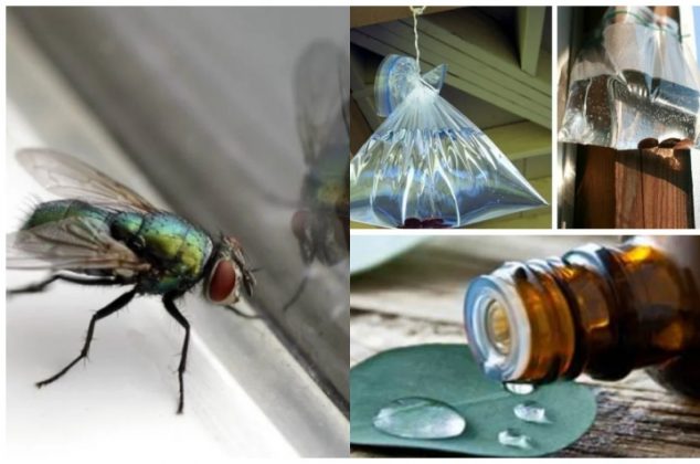 ¿Cómo ahuyentar las moscas? 8 remedios caseros que sí sirven