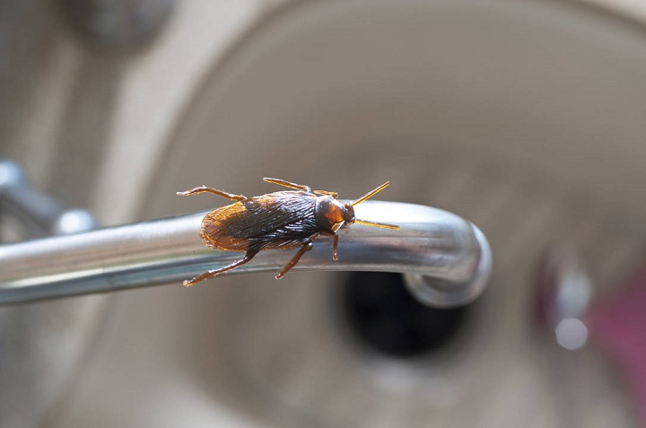 Acaba con las cucarachas voladoras de forma EFECTIVA con este truco
