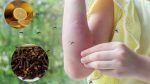 ¿Cómo eliminar mosquitos de casa? 7 remedios caseros y efectivos