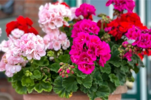 Estos son los cuidados que necesitan los geranios para florecer todo el año