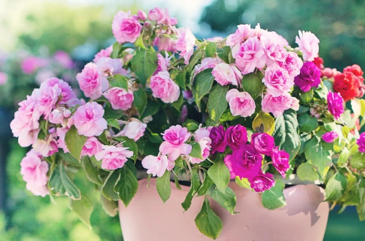 Estos son los cuidados que necesitan los geranios para florecer todo el año