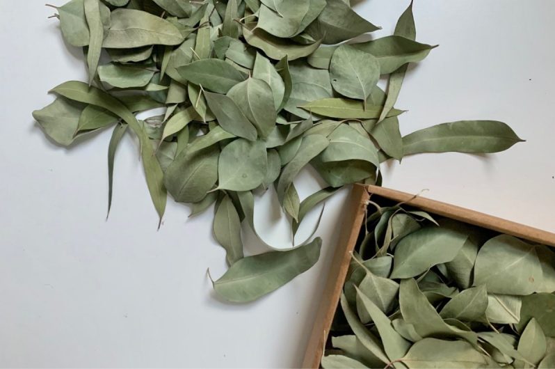 ¿Para qué sirve el eucalipto? 10 propiedades y beneficios para la salud