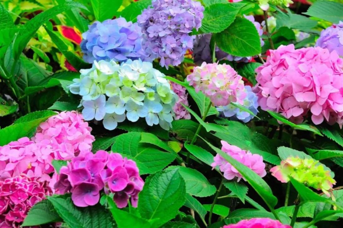 El truco que pocos conocen para cambiar el color de las hortensias