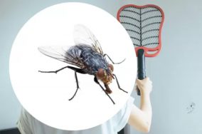 Truco infalible para eliminar moscas y mosquitos en temporada de calor