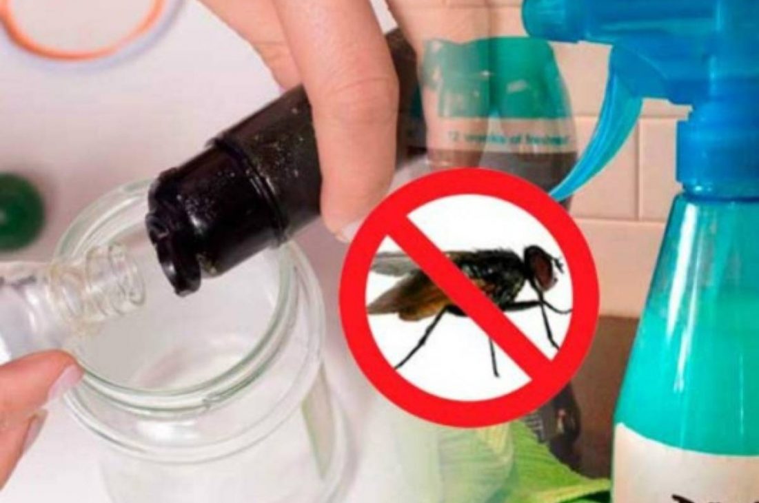 Truco infalible para eliminar moscas y mosquitos en temporada de calor