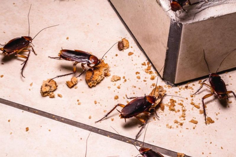 ¿Cucarachas en tu casa? Esto debes colocar en la puerta para eliminarlas
