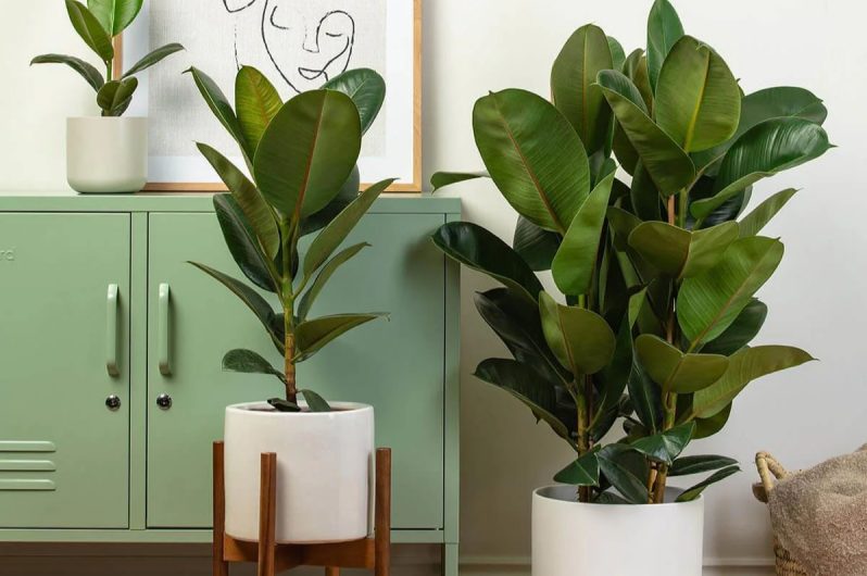 ficus-robusta