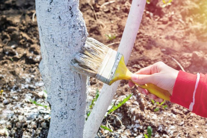 Descubre cómo la cal puede ayudar a los árboles frutales