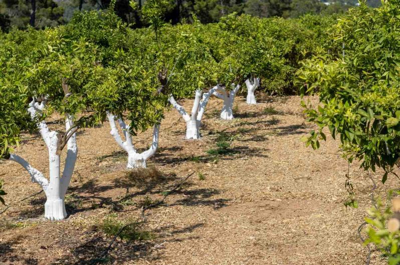 Descubre cómo la cal puede ayudar a los árboles frutales