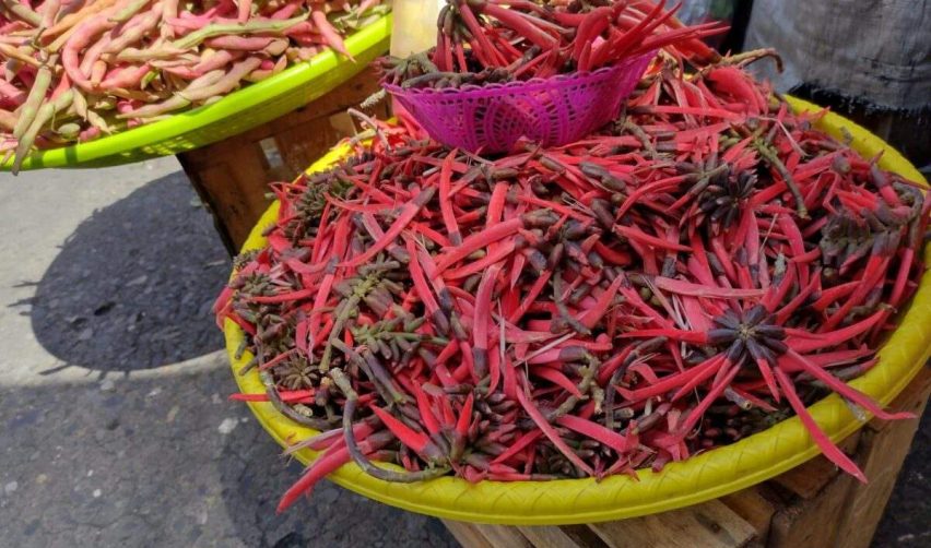 flor-de-colorin-beneficios