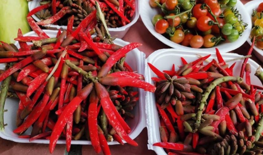 flor-de-colorin-para-que-sirve