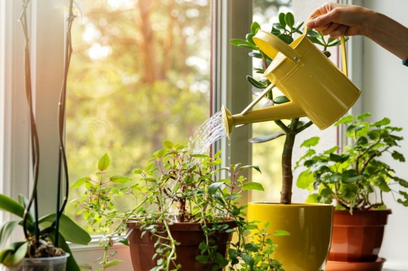El peor momento para regar las plantas de interior y exterior, según ...