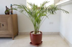 palma-de-bambu-chamaedorea-elegans
