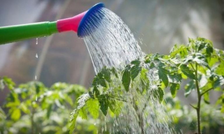 Regar el jardín: El mejor momento del día para hacerlo