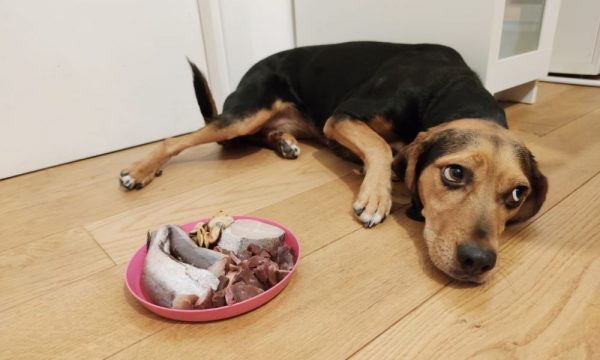 por-que-mi-perro-no-quiere-comer-y-esta-decaido