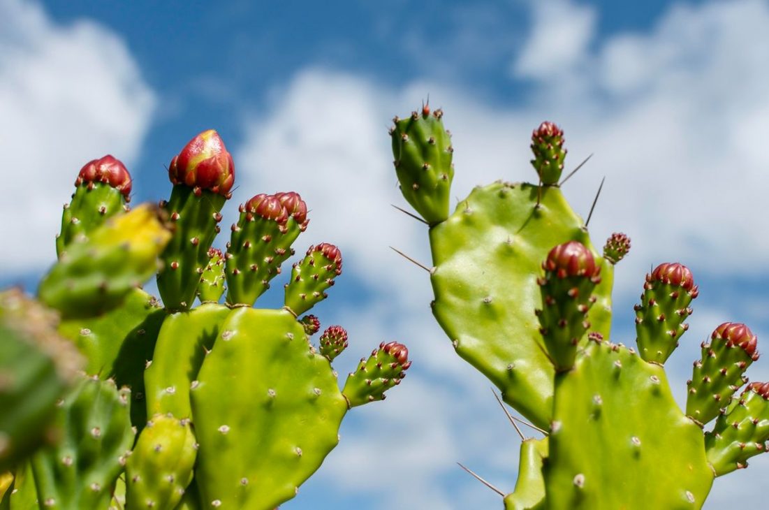 nopal-baba