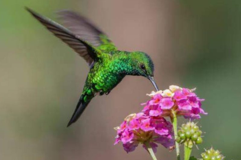 Ver un colibrí cerca de tu casa tiene un significado especial: la ...