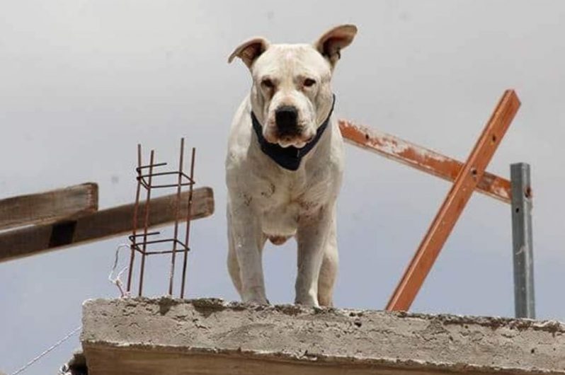multa-perro-azotea