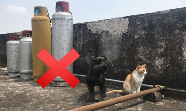 multa-perros-y-gatos-en-la-azotea