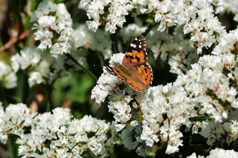 Los 5 árboles que atraen colibríes y mariposas y el significado de su ...